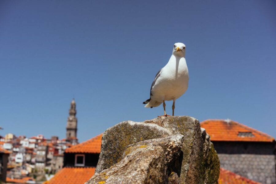 Porto: Harry Potters Inspiration Tour - Exploring the Itinerary: A Deep Dive