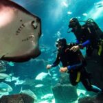 Porto Moniz: Diving with Sharks and Rays in Madeira Aquarium - Why This Tour Is a Great Value
