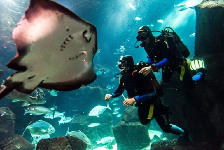 Porto Moniz: Diving with Sharks and Rays in Madeira Aquarium - Why This Tour Is a Great Value