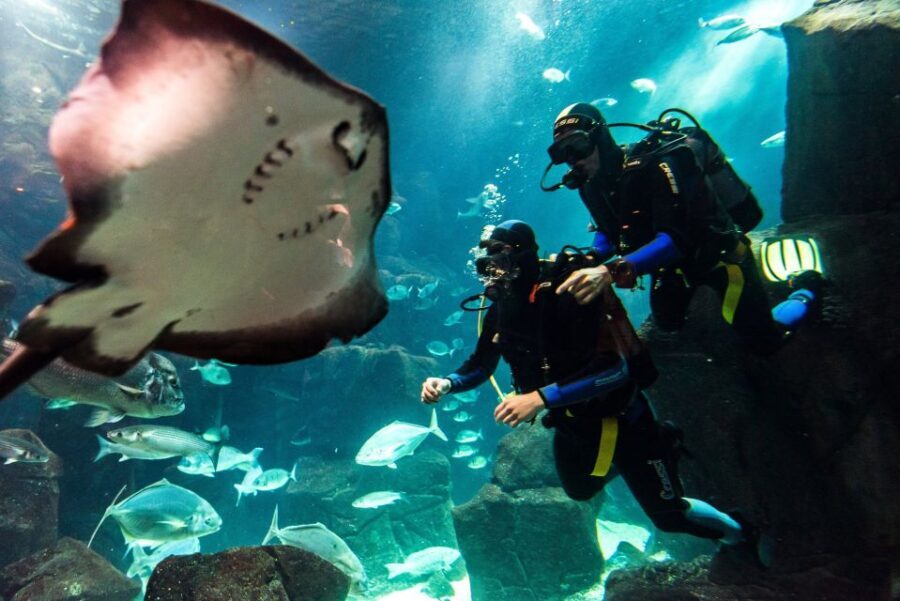 Porto Moniz: Diving with Sharks and Rays in Madeira Aquarium - Why This Tour Is a Great Value