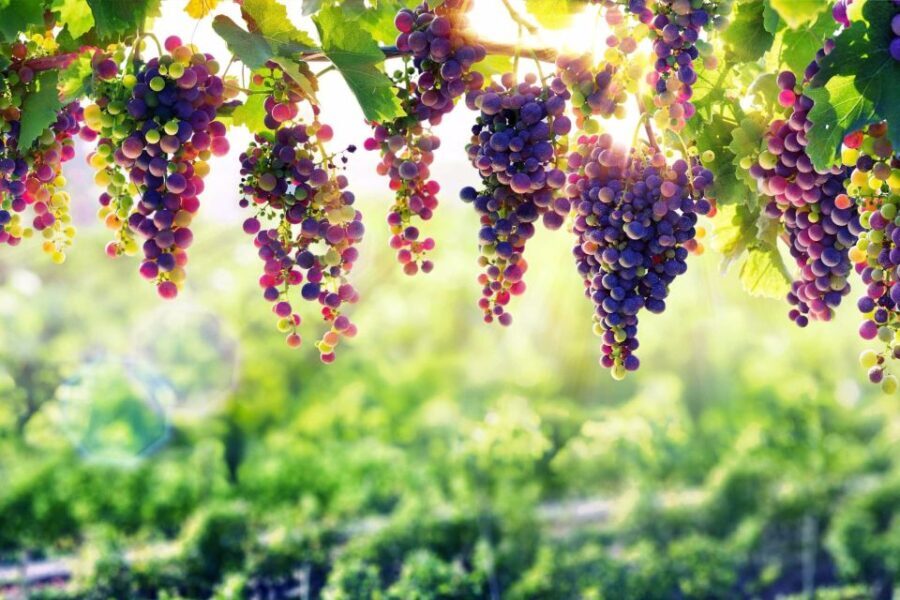 Porto: Private Tour - Wineries, Tastings, Picnic, boat trip - An In-Depth Look at the Douro Private Tour