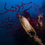 Porto Santo Stefano: Scuba Diving Boat Trip with Lunch - Why This Experience Is Worth Considering