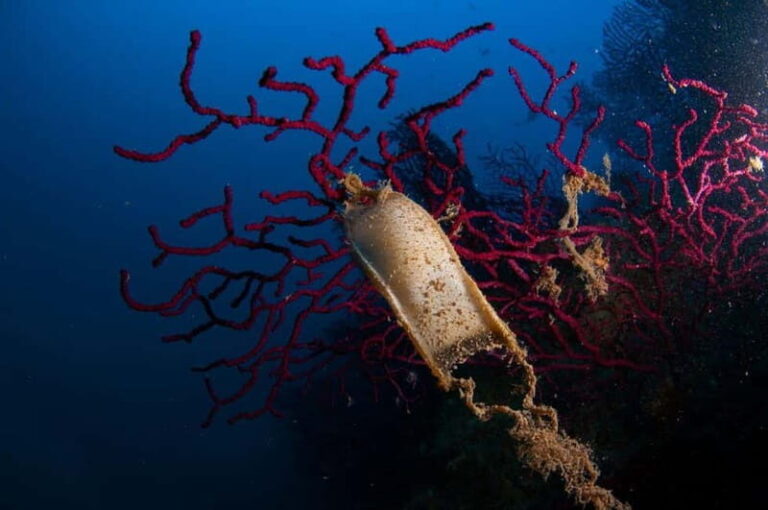 Porto Santo Stefano: Scuba Diving Boat Trip with Lunch - Why This Experience Is Worth Considering