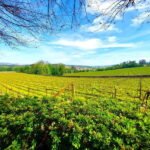 Porto: Wine Tastings (Green Wine) & Lunch & Porto Old Tour - Exploring the Itinerary in Detail