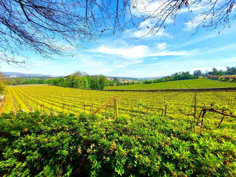 Porto: Wine Tastings (Green Wine) & Lunch & Porto Old Tour - Exploring the Itinerary in Detail