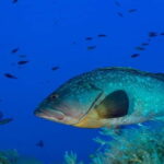 Portofino: scuba diving from Genoa - Evaluating the Cost and Overall Value