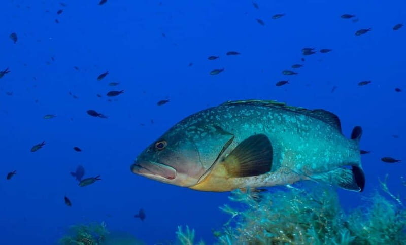 Portofino: scuba diving from Genoa - Evaluating the Cost and Overall Value