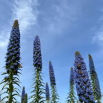 Pozzo Faceto: botanical garden - Breaking Down the Experience