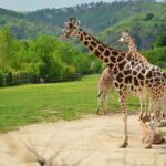 Prague: Boat Ride to the Zoo and Admission Ticket - An In-Depth Look at the Experience