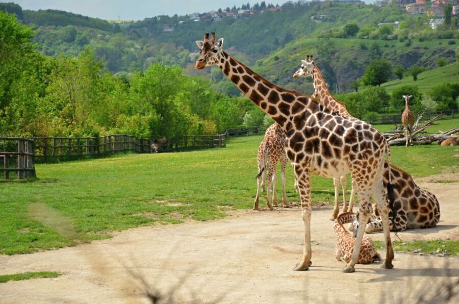Prague: Boat Ride to the Zoo and Admission Ticket - An In-Depth Look at the Experience