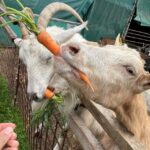Prague: Bohemian Uplands Garnet Panning&Animal Farm 4WD Tour - Explore the Scenic Bohemian Uplands
