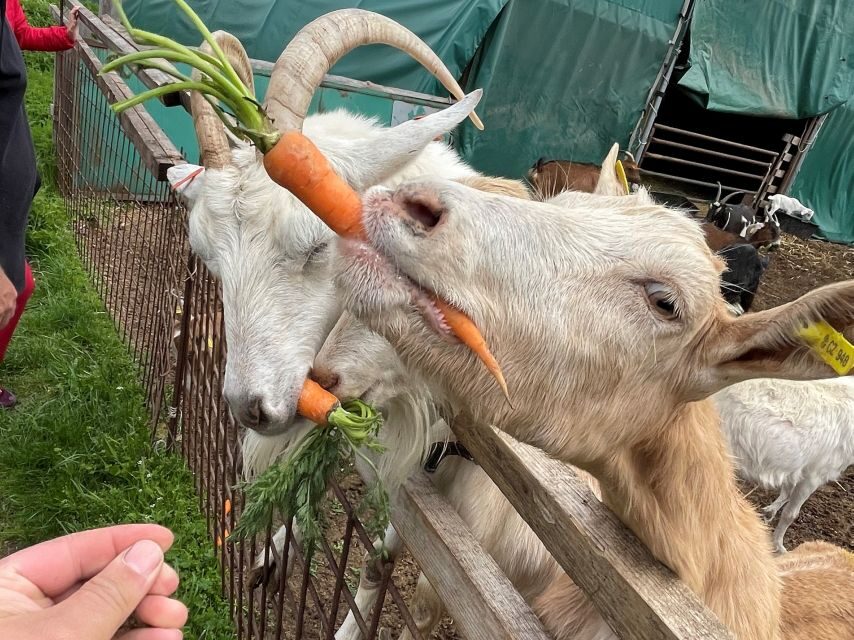 Prague: Bohemian Uplands Garnet Panning&Animal Farm 4WD Tour - Explore the Scenic Bohemian Uplands