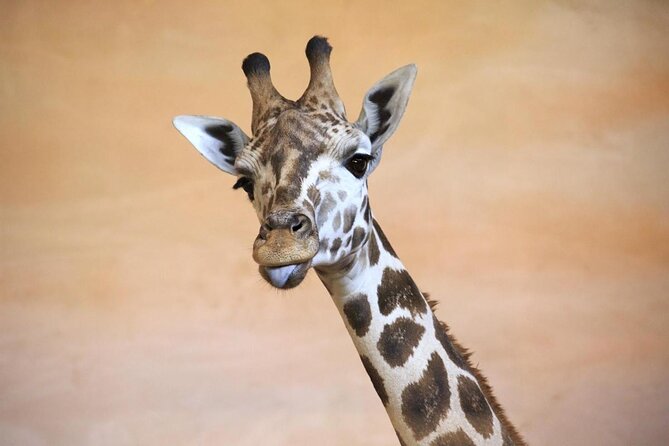 Prague Zoo Admission Ticket including Round Trip Transfer - Discovering Prague Zoo: A balanced look at this wildlife adventure