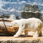 Prague Zoo Admission Ticket with Transfer and Audio Guide - The Scenic Walk and Surroundings