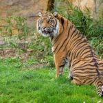 Prague Zoo: Skip-the-Line Entry Ticket - Top Highlights of Prague Zoo