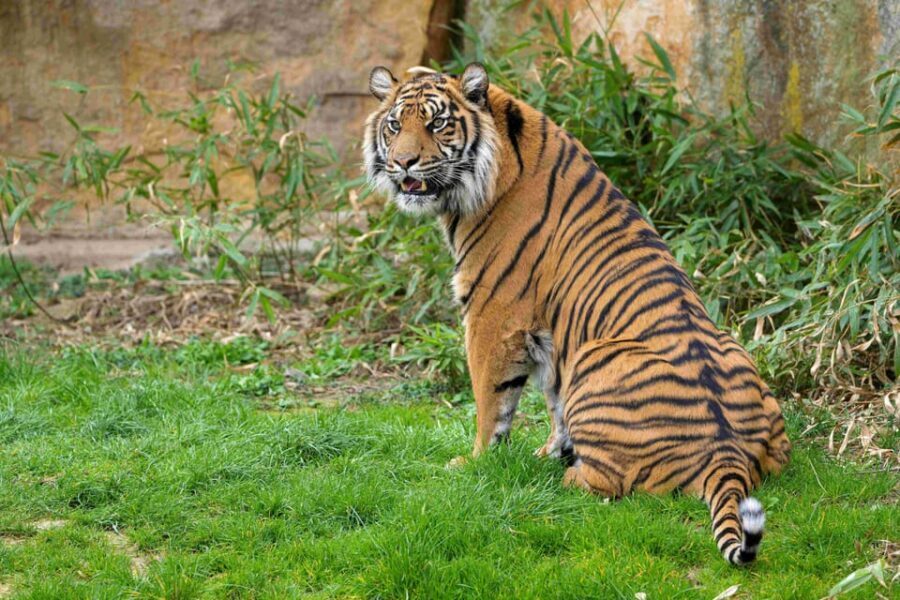 Prague Zoo: Skip-the-Line Entry Ticket - Top Highlights of Prague Zoo