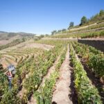 Premium Private Douro Tour: 2 Wineries with Tastings & Cruise - Who Would Enjoy This Tour?