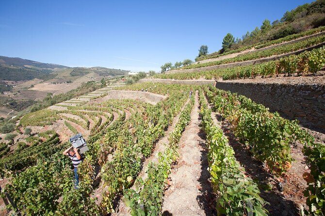 Premium Private Douro Tour: 2 Wineries with Tastings & Cruise - Who Would Enjoy This Tour?
