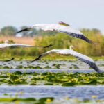 PREMIUM TOUR SMALL GROUP Bucharest: Day Trip to Danube Delta - Why This Tour Offers Good Value