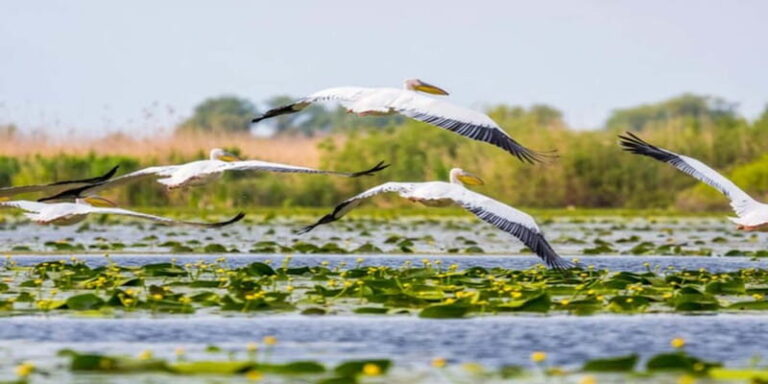PREMIUM TOUR SMALL GROUP Bucharest: Day Trip to Danube Delta - Why This Tour Offers Good Value