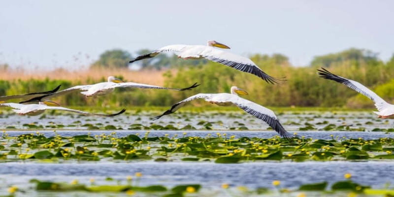 PREMIUM TOUR SMALL GROUP Bucharest: Day Trip to Danube Delta - Why This Tour Offers Good Value