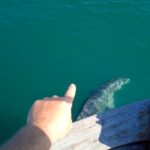 Preveza: Dolphin Watching Cruise with Lunch and Drinks - What You Can Expect: A Play-by-Play