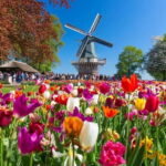 Private CUS Tour: Kinderdijk/ Rotterdam/Hagueenglish// - A Deep Dive into the Tour Experience