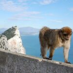 Private Day To Gibraltar from Marbella or Marbella - What Travelers Say