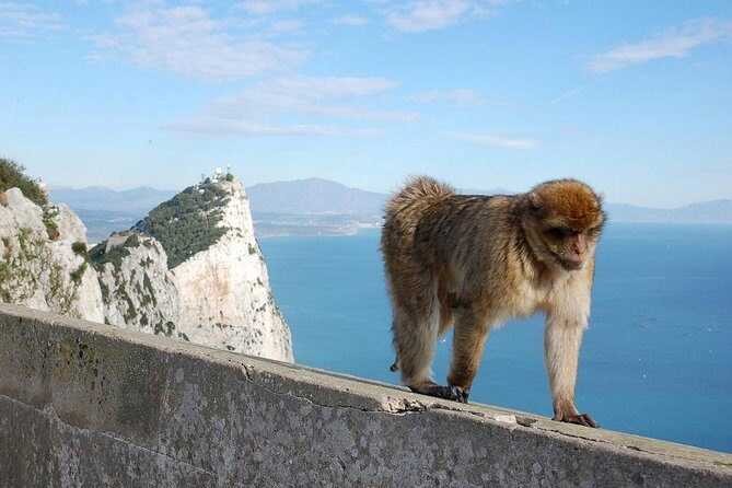 Private Day To Gibraltar from Marbella or Marbella - What Travelers Say