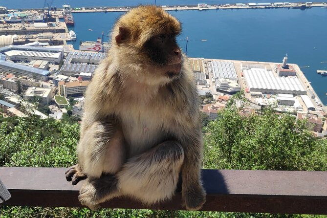 Private Day Tour in Gibraltar and Tangier, Morocco from Malaga - Key Points