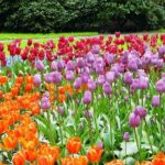 Private Day Trip from Amsterdam to Keukenhof with Entrance Tickets - Why This Tour Stands Out