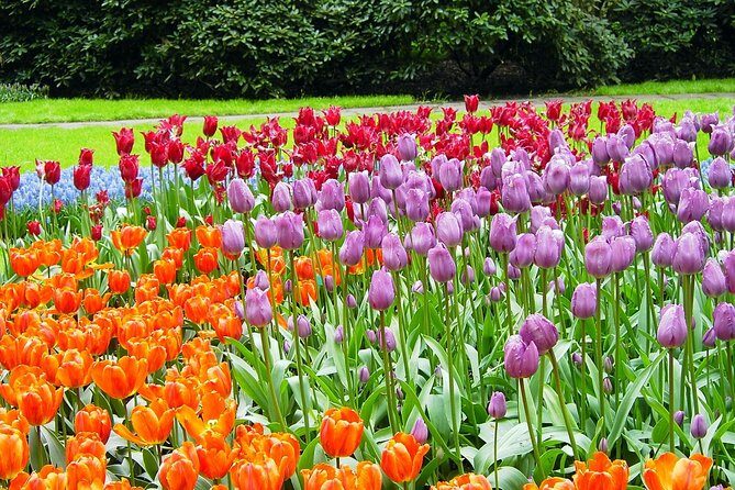Private Day Trip from Amsterdam to Keukenhof with Entrance Tickets - Why This Tour Stands Out