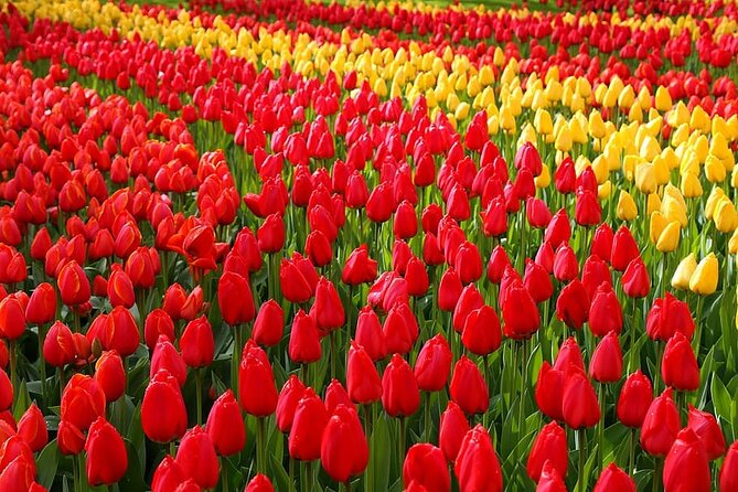 Private Day Trip to Keukenhof Gardens with Entrance Tickets - The Itinerary in Detail