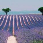 Private Day Trip to Provence and Lavender Fields - Transportation, Timing, and Group Dynamics