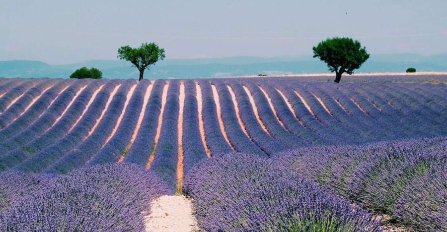 Private Day Trip to Provence and Lavender Fields - Transportation, Timing, and Group Dynamics
