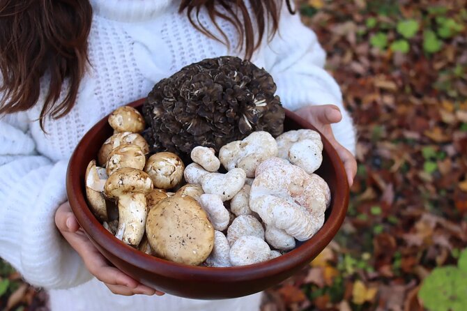 Private Daytrip for Truffle Mushroom Foraging and Wine Tasting - A Closer Look at the Itinerary and What You’ll Experience