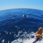 PRIVATE DOLPHIN WATCHING SUNSEEKER WITH DRINKS ON FUENGIROLA - What the Tour Includes and How It Works
