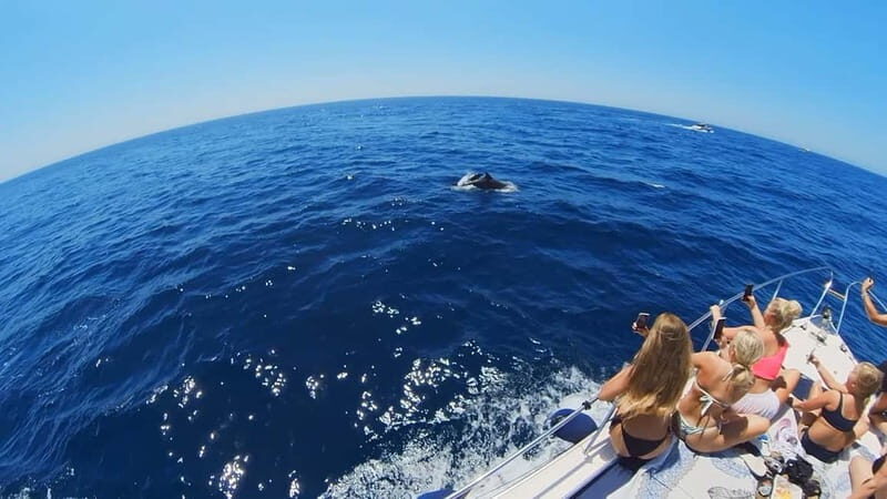 PRIVATE DOLPHIN WATCHING SUNSEEKER WITH DRINKS ON FUENGIROLA - What the Tour Includes and How It Works