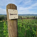 Private driver Florence Wine Tour countryside of Tuscany 7 hours - What Makes This Tour Special?