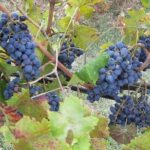 PRIVATE EXCURSION: Volterra & San Gimignano + wine tastings (from Livorno Port) - An In-Depth Look at the Experience