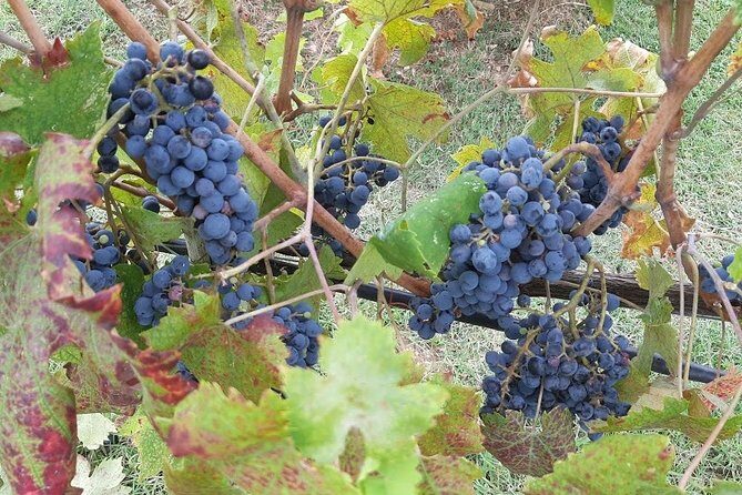 PRIVATE EXCURSION: Volterra & San Gimignano + wine tastings (from Livorno Port) - An In-Depth Look at the Experience