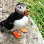 Private Full Day Tour From Killarney - Ring of Kerry/Skellig - Concluding Thoughts