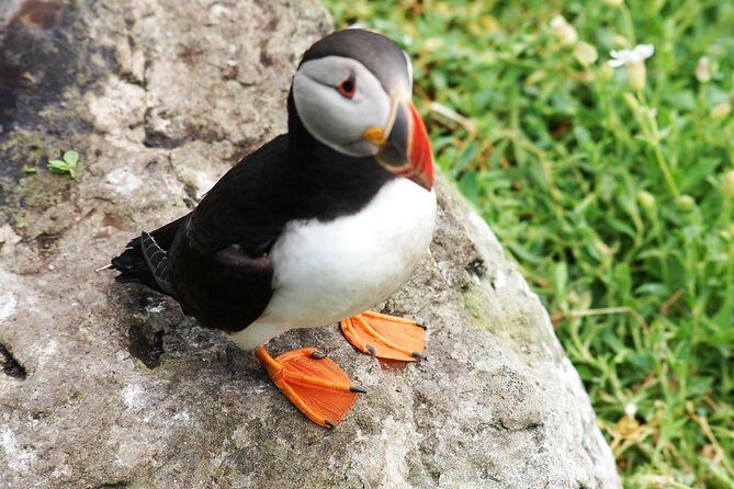 Private Full Day Tour From Killarney - Ring of Kerry/Skellig - Concluding Thoughts