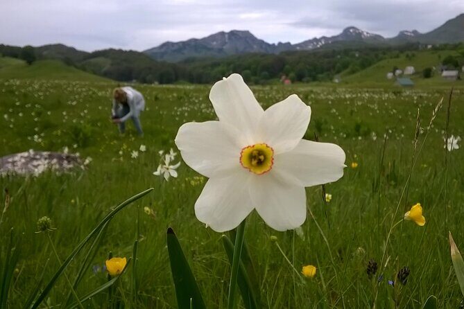 Private Full-Day Tour in Moraca and Tara Canyons, Durmitor & Biogradska Gora NP - The Authentic Montenegrin Experience: Authenticity, Scenery, and Service