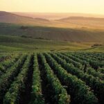 Private Full-Day Tour of Champagne Region - Is this tour worth the cost?