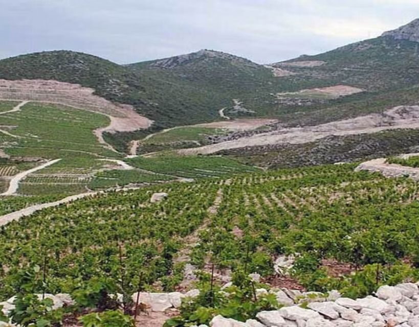 Private Full - Day Tour: Wine Tasting Tour to Peljesac - What to Expect on the Day