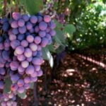 Private Full-Day Wine Tour from Dubrovnik to Peljesac - The Logistics & Value