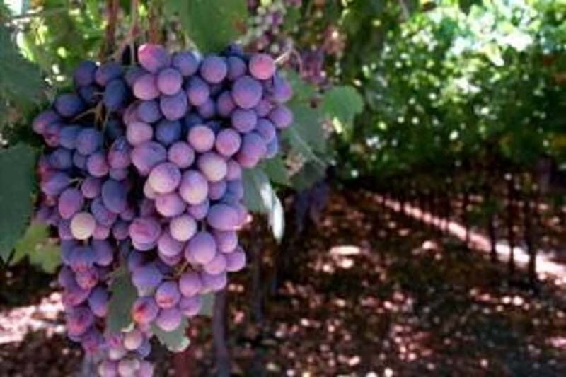 Private Full-Day Wine Tour from Dubrovnik to Peljesac - The Logistics & Value