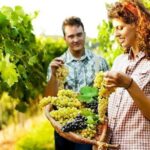 Private Grape stomping in Chianti from Siena - Who Should Consider This Tour?
