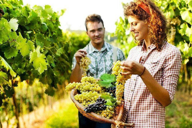 Private Grape stomping in Chianti from Siena - Who Should Consider This Tour?